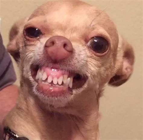 90 Funny Dog Memes Chihuahua Meme Face