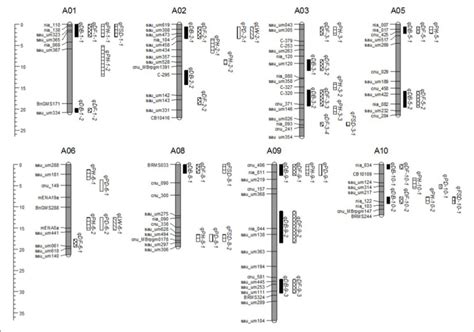 Qtl Distribution On Eight Brassica Rapa Chromosomes Detected In The