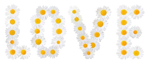 많은 백인 데이지는 흰색 배경에 고립된 사랑이라는 단어를 형성했다 0명에 대한 스톡 사진 및 기타 이미지 0명 감정 계절 Istock
