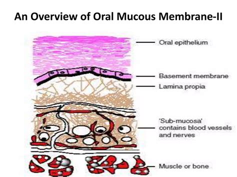 Oral Mucous Membrane Iipptx