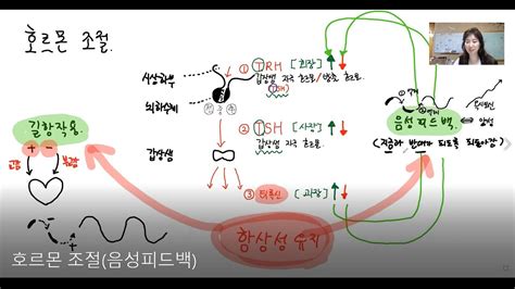 생1 항상성과 몸의 조절 호르몬 조절 음성피드백 Youtube