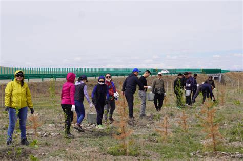 Хөшигийн хөндийн авто зам дагуу улиас мод тарьжээ