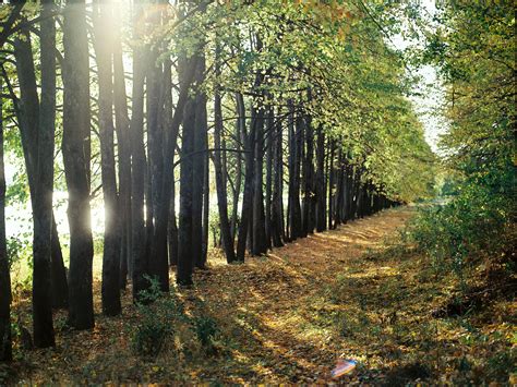 태양은 숲의 나무 사이로 빛나고 있습니다 사진 Unsplash의 무료 가을 이미지