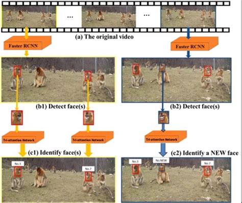 研究人员用AI技术突破动物个体的自动识别难题论文科学网