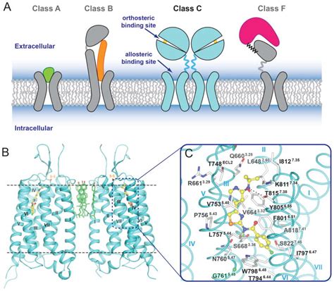 Structure Of A Class C Gpcr Metabotropic Glutamate Receptor 1 Bound To An Allosteric Modulator Pmc
