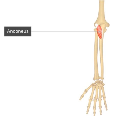 Posterior Compartment Of The Forearm Origin And Insertion Flashcards Quizlet