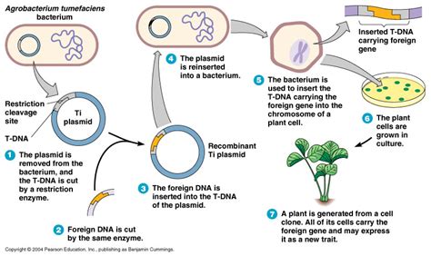 Gmos Investigation Gmo