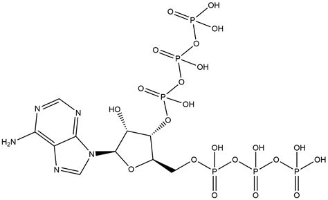 Adenosine 3 Tetrahydrogen Triphosphate 5 Tetrahydrogen