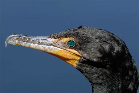 Kormorany (Phalacrocoracidae) – DinoAnimals.pl
