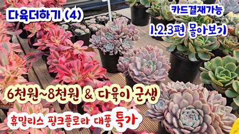 다육더하기 4 123편 몰아보기 6000 원 에오니옴 예쁜 군생 다육이 로사로아 전여한정수랑 3000 ~ Youtube