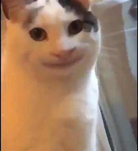Funny Cat Meme When You Realize Its Only Tuesday Happy Banana Cat