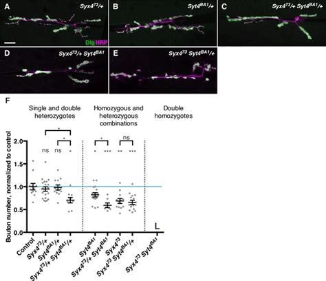 Figures And Data In The Postsynaptic T Snare Syntaxin 4 Controls Traffic Of Neuroligin 1 And