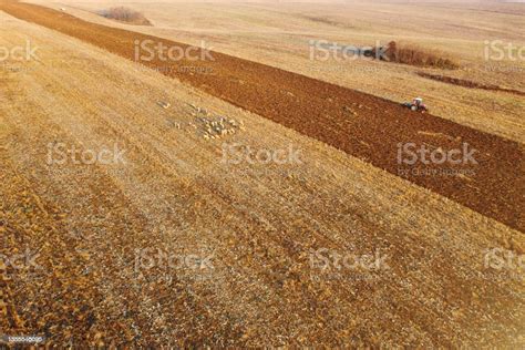 트랙터와 양 높은 각도 무인 항공기 보기 농업 개념작물 필드 0명에 대한 스톡 사진 및 기타 이미지 0명 가정 생활 가축