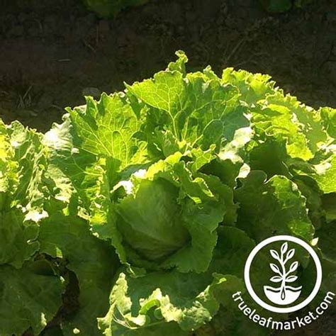 How To Identify And Manage Soft Rot In Lettuce Gardeners Path