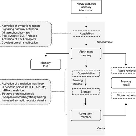 The Processes Involved In Memory Acquisition Consolidation And Storage Download Scientific