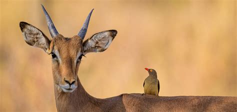 Symbiosis Examples Of Animals