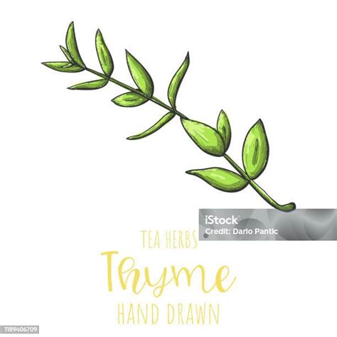 백리향 허브 손으로 그린 벡터 일러스트 고립 된 허브 티 스케치 0명에 대한 스톡 벡터 아트 및 기타 이미지 0명 건강한