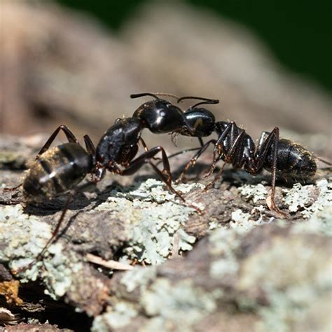 The Most Common Ant Species In New York Town And Country Pest Solutions