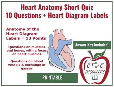 Heart Anatomy And Function Short Quiz Made By Teachers