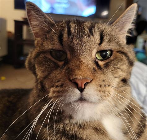 So Regal Looking R Catpics