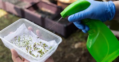 დეიდა 20 წელია აგრონომად მუშაობს და მასწავლა რომელი ხსნარით გავაღივო ძველი თესლი რჩევები