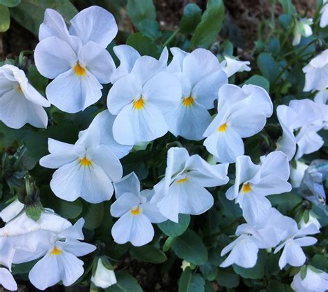 ビオラの白い花 再びの模索と解明