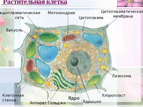 Растительная клетка - презентация онлайн