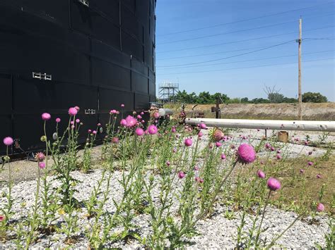 Pin By Ed Hedgepeth On Photos By Ed Hedge Plants Garden Hedges