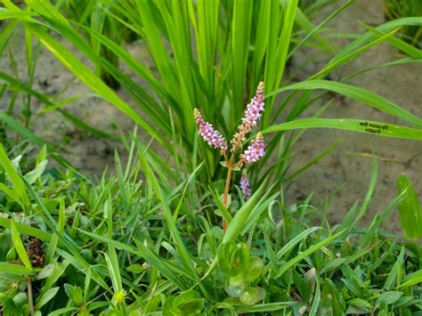 গ্রামের বাড়ীর ফুল লতা পাতা কাজী ফাতেমা ছবি এর বাংলা ব্লগ । Bangla