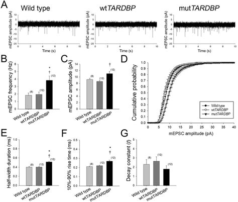 Synaptic Scaling Of Ampa Mediated Glutamatergic Mepscs In Primary