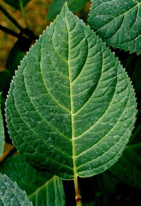 A Green Leaf With Drops Of Water On It