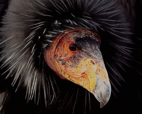 First Wild California Condor Nestling Of The Season Hatched At Arizonas Vermillion Cliffs