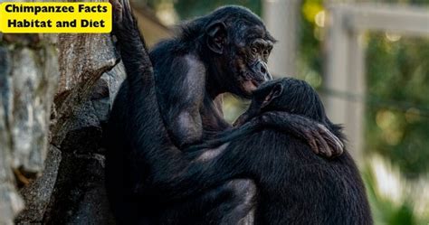 Chimpanzee Facts Habitat And Diet