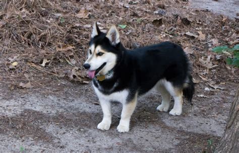 6 Adorable Corgi Mixed Breeds That Are Almost Too Cute To Be Real