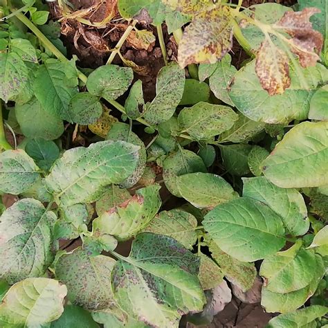 Potato Disease Leaf Dataset Pld Kaggle