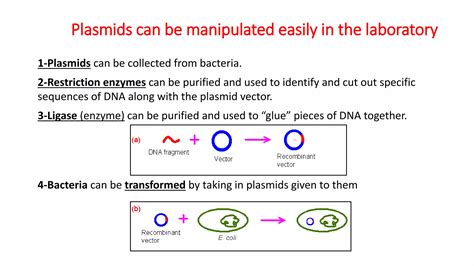 Plasmid Genetic Engineering Pptx