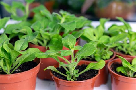 ¿cómo Germinar Semillas En Papel Huerto En Casa