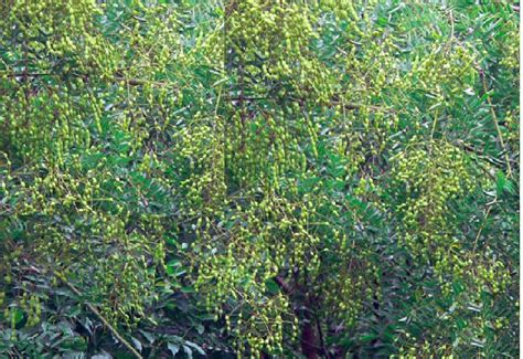 槐树 常见园林植物 图片