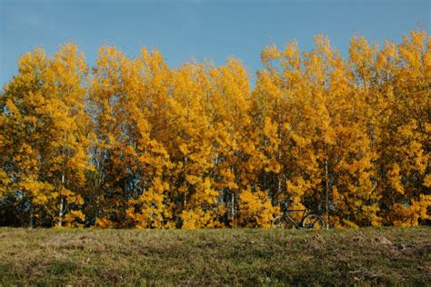 Free Picture Forest Trees Woodland Orange Yellow Autumn Season Poplar Tree Autumn