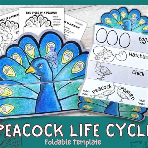 Peacock Life Cycle Etsy
