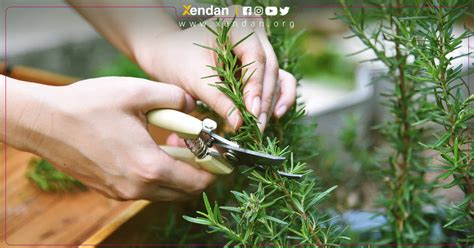 سود و گرنگی گیای ڕۆزماری بۆ تەندروستی مرۆڤ