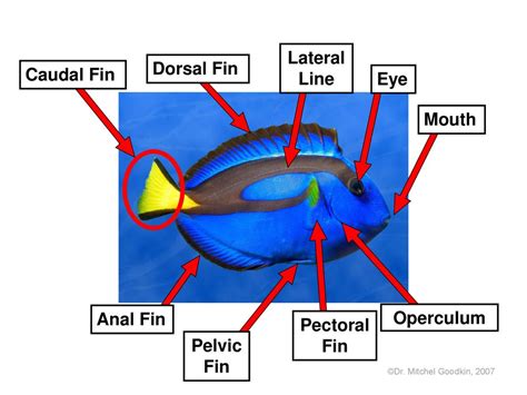 Identifying Parts Of A Fish Ppt Download