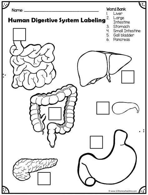 Digestive System Printable Worksheet Pl