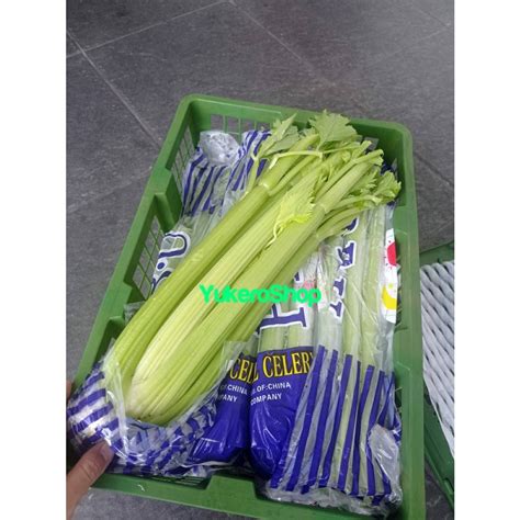 Jual Celery Stick Import Seledri Impor Fresh Per 10 Kg Shopee Indonesia