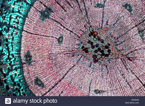 Cross Section Tree Cell High Resolution Stock Photography And Images Alamy