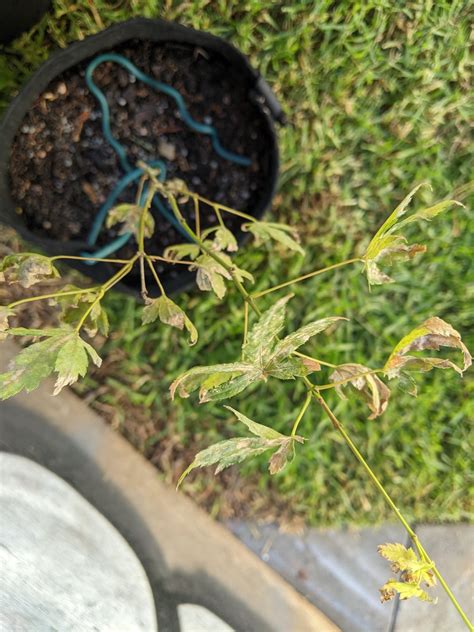 Possible Potassium Nutrient Deficiency Rplantclinic