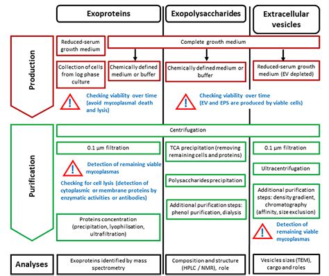 Figure 1 From The Mycoplasma Spp ‘releasome A New Concept For A Long Known Phenomenon