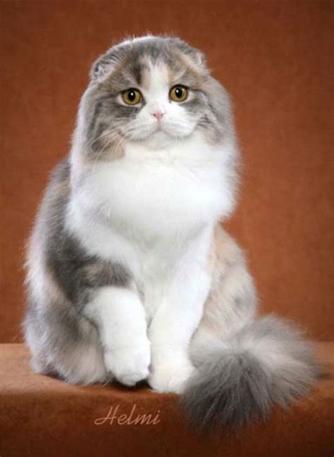 Scottish Fold Longhair Cat Photo By Helmi Long Haired Scottish Fold