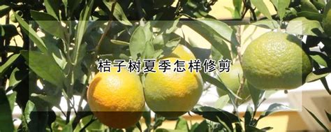桔子树夏季怎样修剪 发财农业网