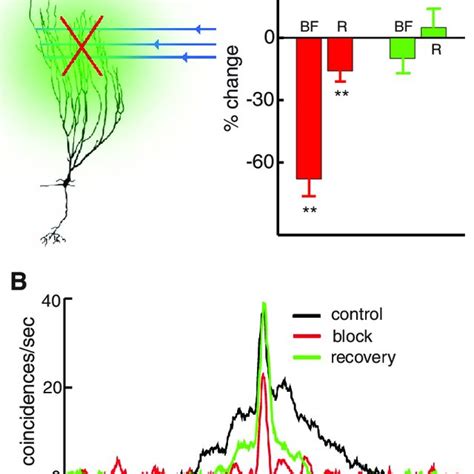 Influence Of Burst Firing On Correlated Activity A Illustration Of Download Scientific